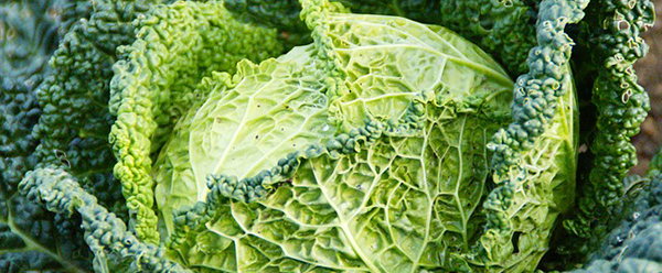 Recette bio. Chou vert farci épicé végétarien, sans gluten et sans lait