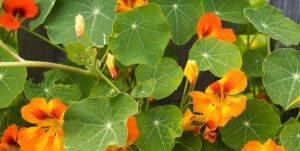 Recette : salade de carottes sucrée aux agrumes et aux fleurs comestibles