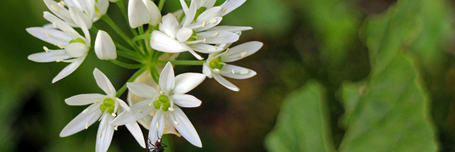 L'Ail des ours : une plante condiment à découvrir