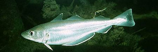 Le merlan, poisson que l'on peut acheter