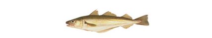 Le merlan, poisson que l'on peut acheter