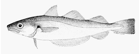 Le merlan, poisson que l'on peut acheter