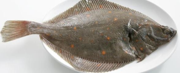 Le carrelet un poisson menace et a eviter | Page 2