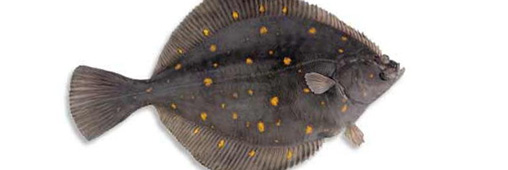 Le carrelet un poisson menace et a eviter