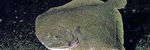 Guide poisson : la limande