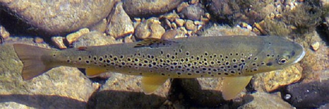 Guide poissons : la truite