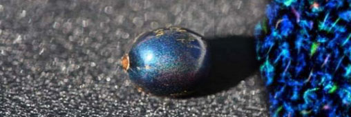 Pollia condensata, la plus belle couleur de la nature