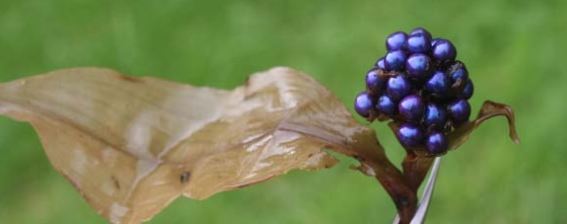 Pollia condensata, la plus belle couleur de la nature