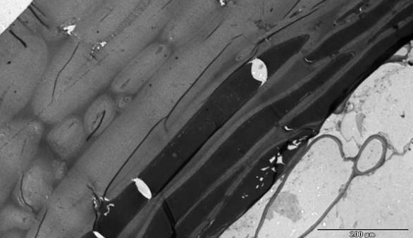 Pollia condensata, la plus belle couleur de la nature