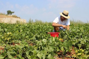 5 bonnes raisons de consommer local et acheter des produits locaux