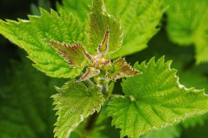 12 plantes médicinales santé au naturel à connaître absolument