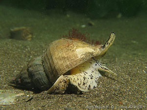 Sauvé par les pêcheurs, le bulot revient de loin