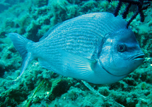 La dorade grise voit la vie en rose