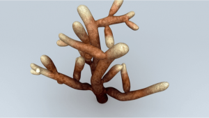 Savoir utiliser les mycorhizes pour votre jardin