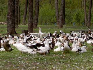 Peut-on concilier le foie gras et le bien-être animal