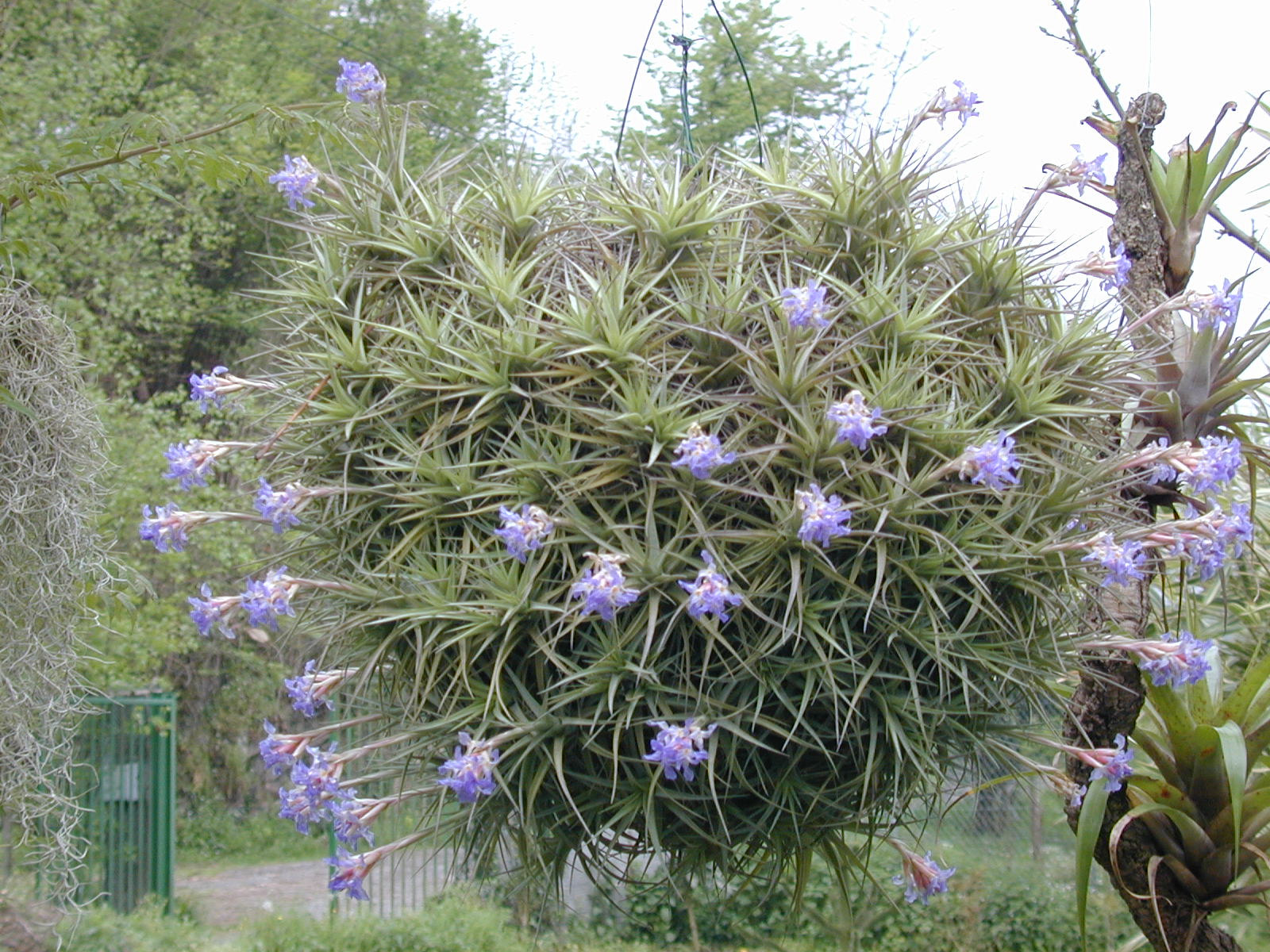 Tillandsia : ces mystérieuses plantes sans racine