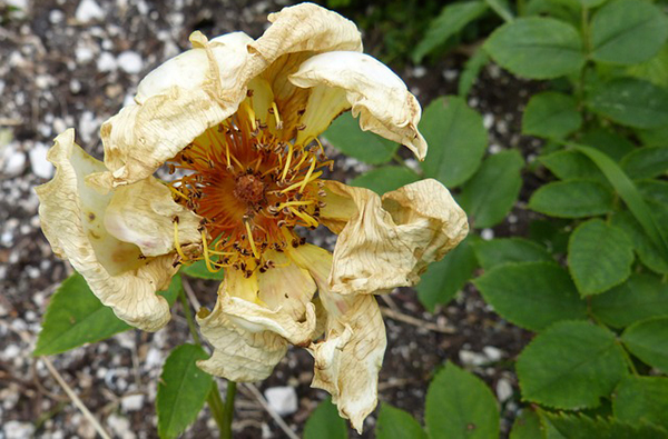 Jardinage : en août, enlevez les fleurs fanées