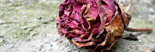 Jardinage : en août, enlevez les fleurs fanées