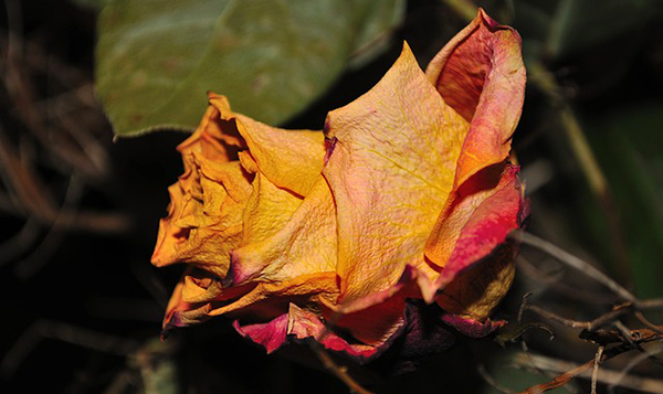 Jardinage : en août, enlevez les fleurs fanées