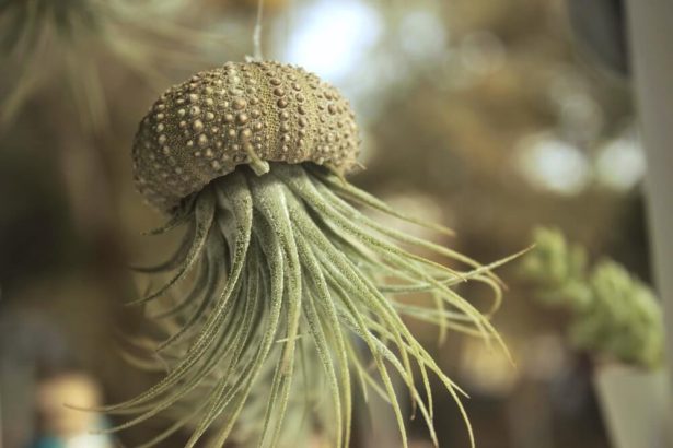 Tillandsia : cette mystérieuse plante sans racine | Page 3