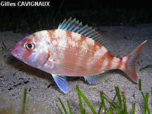 Le pagre, encore un poisson à éviter