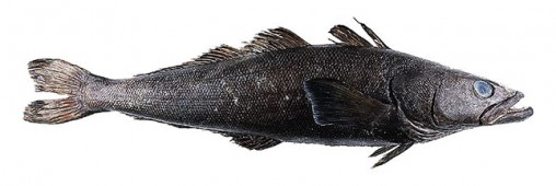 Poissons - La légine profondément à la peine