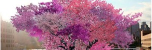 L'arbre aux 40 fruits : prouesse environnementale ou étrange création