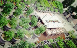 Local et maison : vers une multiplication des restaurants-potagers