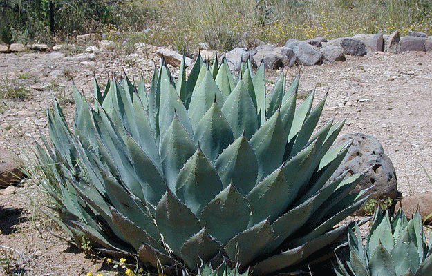 Le sirop d'agave, bienfaits et usages
