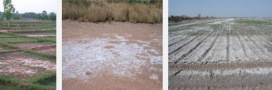 La salinisation des sols menace le sel de la terre