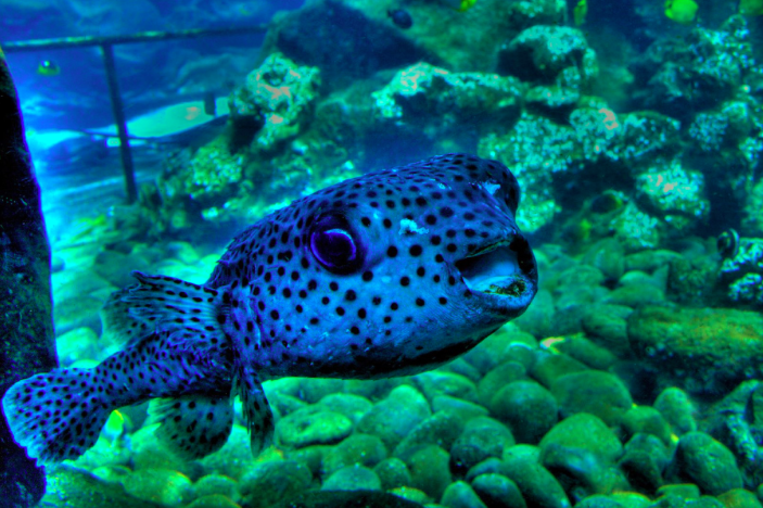 11 espèces en voie de disparition imminente - Page 11 of 11 | Page 11