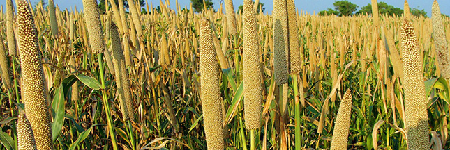 Le millet, une céréale parfaite pour manger "sans gluten"