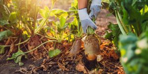 Jardin bio : les 10 règles d'or pour jardiner sain