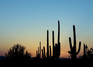 Près d'un tiers des cactus pourrait disparaître d'ici 50 ans