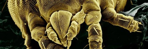 10 astuces naturelles anti-acariens : la fiche pratique