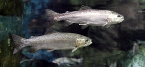 Le poisson OGM Frankenfish finalement autorisé à la consommation