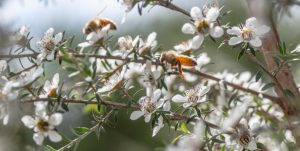Le miel de Manuka, nectar aux vertus exceptionnelles