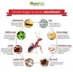 Anti fourmi naturel : 12 méthodes pour éloigner les fourmis de la maison