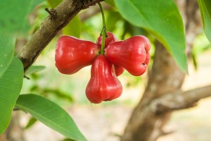 Les fruits méconnus : la pomme malacca | Page 2