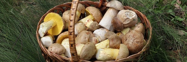 10 conseils pour réussir sa cueillette de champignons
