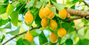 Découvrez les feuilles du Ginkgo, l'arbre de jouvence