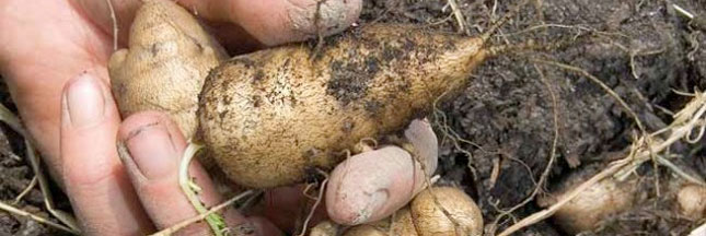 Plantez des légumes tubéreux au potager, originaux et délicieux