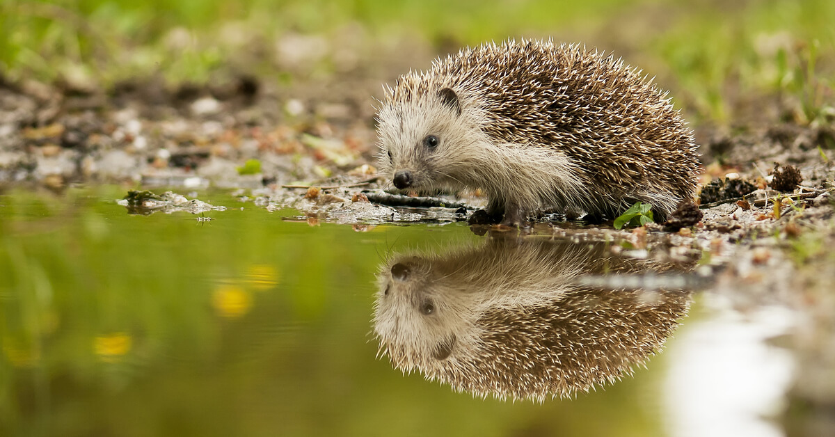 Le hérisson, un formidable indice de la dégradation de la biodiversité