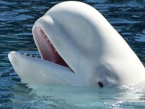 Un béluga qui parle dauphin