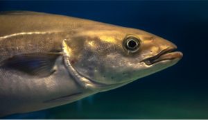 Guide poissons : le lieu jaune passe à l'orange