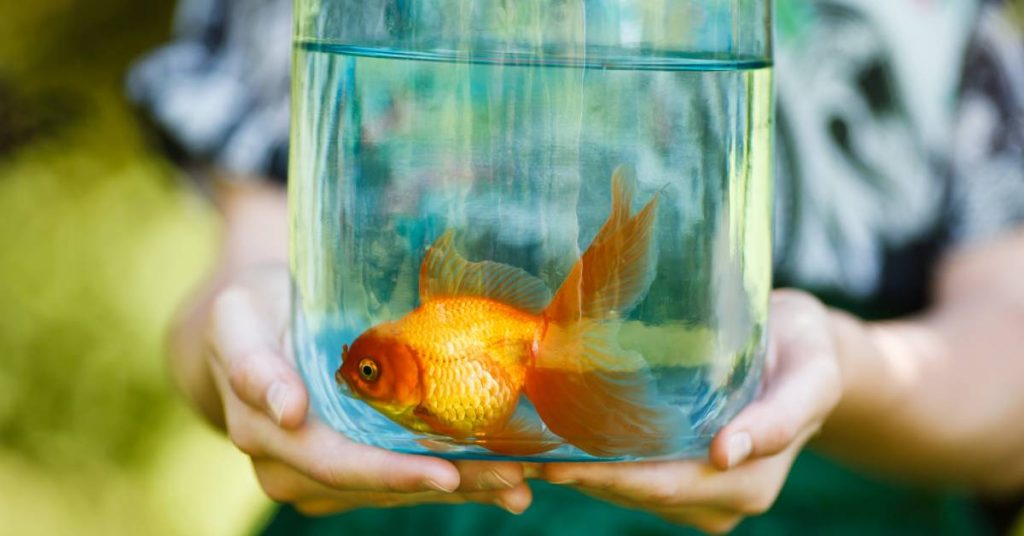 Pourquoi détenir un poisson rouge dans un bocal est inhumain