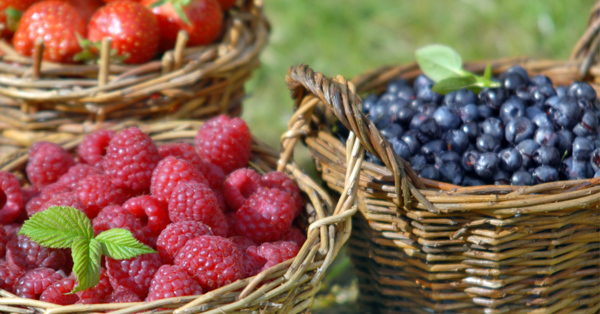 Cassis, framboises, mûres, ou myrtilles : les fruits rouges au jardin