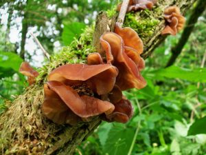 10 champignons comestibles en automne : savoir les reconnaître