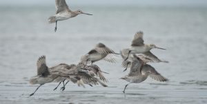 5 faits étonnants sur la migration animale