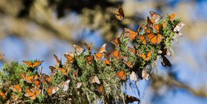 5 faits étonnants sur la migration animale